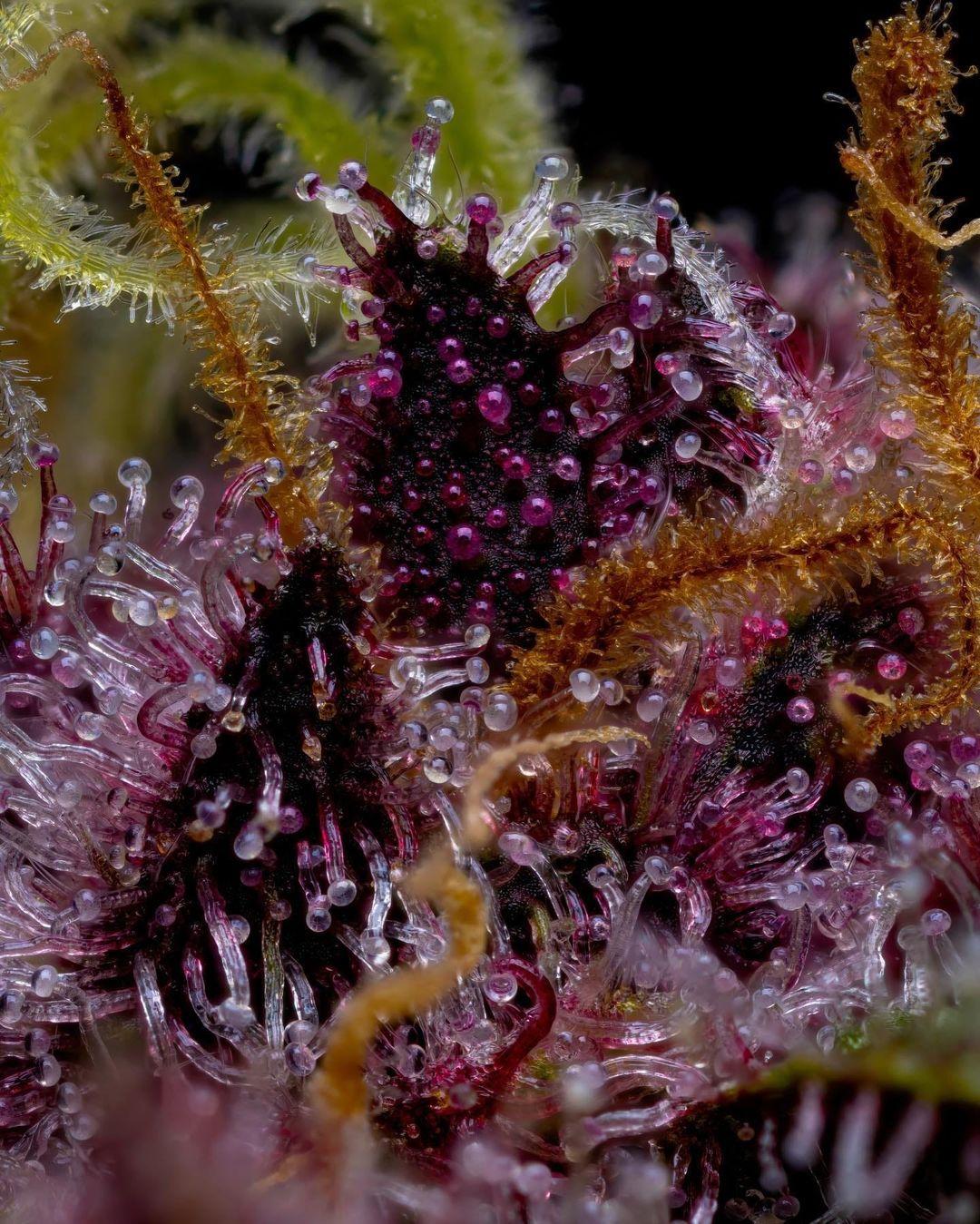 The white trichomes are what help create the "high" in the plant Many ...