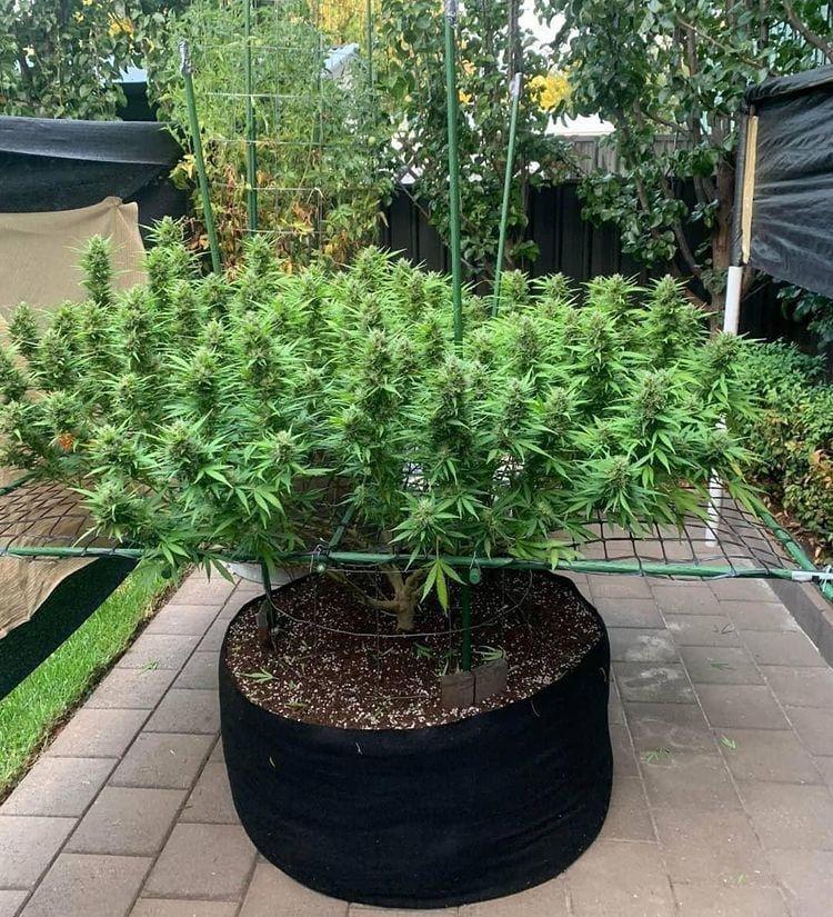 A beautiful grown plant 😍 that was trained using the SCROG method 𐄳 The ...